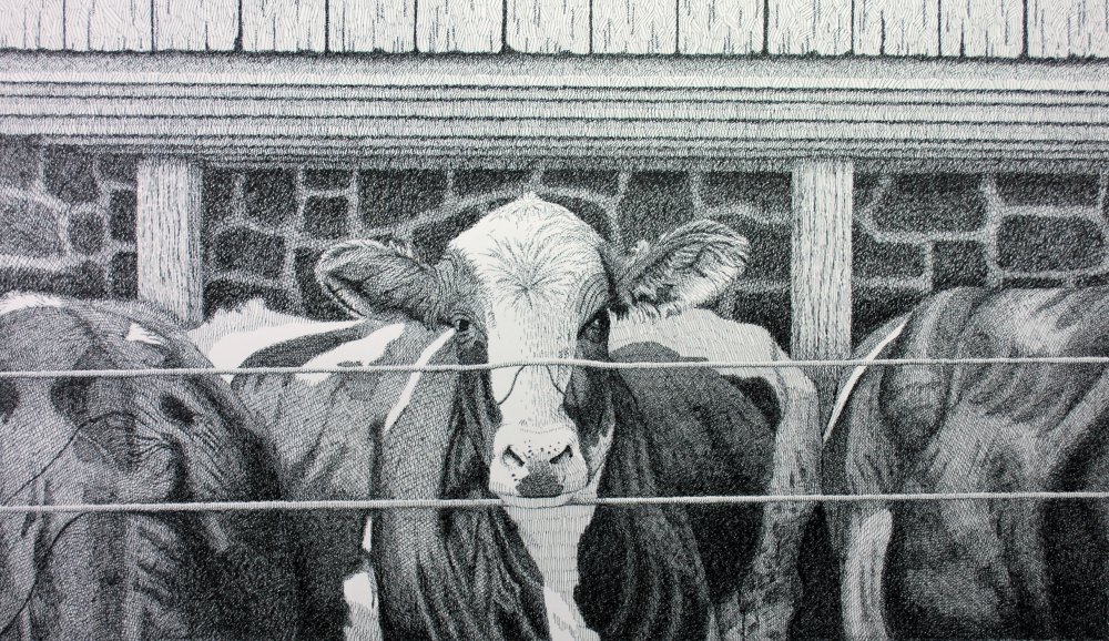 Jeff Stern - Artist at Large: 4 Cows