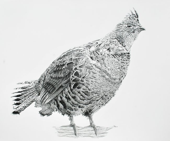 Ruffed Grouse