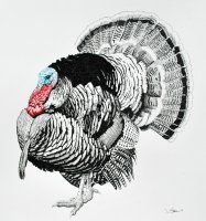Tom Turkey
